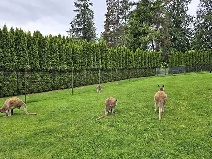 These Australian hoppers graze peacefully on Pacific Northwest grass, proving that home is wherever you find good company.