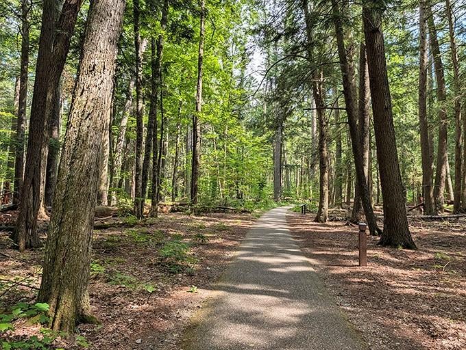 Cathedral-like pines tower overhead along this peaceful trail, their massive trunks standing guard like nature's own ancient sentinels.