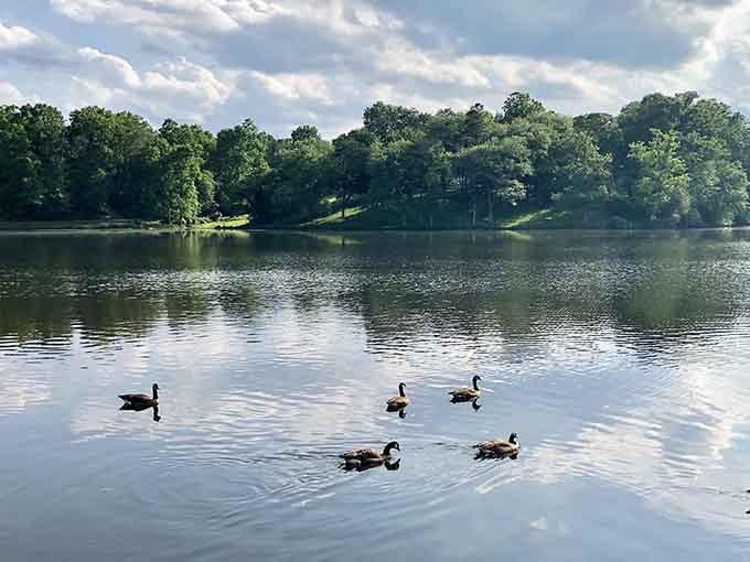 Five geese glide in formation across glassy water, conducting their daily patrol like they own the place.
