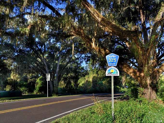 That massive oak draped in moss has probably watched over this scenic highway longer than any of us have been alive.