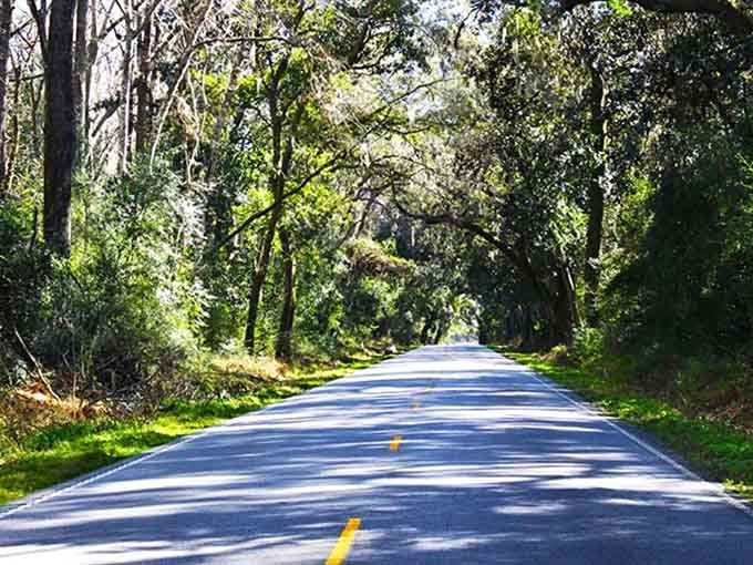 Mixed hardwoods and pines create a diverse canopy that changes character with every season's passing.