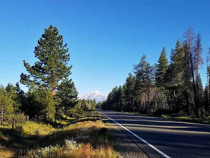 Morning light catches a snow-dusted peak through the pines, making this straight forest road feel like pure magic.