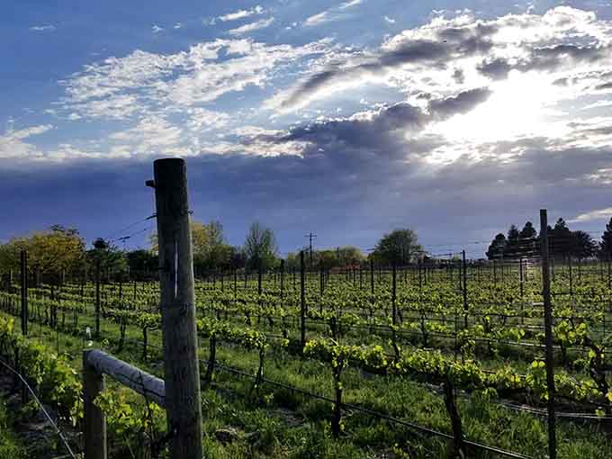 Spring vineyard rows burst with fresh green growth while dramatic skies promise another excellent vintage is on the way.