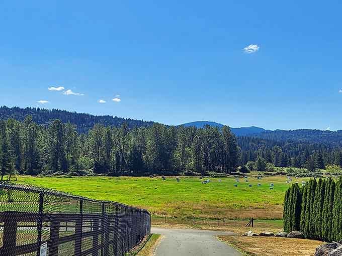 Mountain views frame emerald fields where wallabies bounce freely, creating an unexpected slice of Down Under in Washington State.