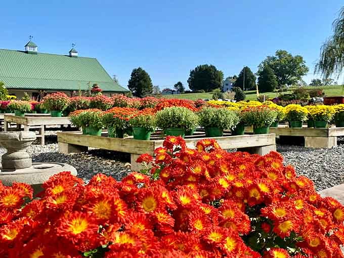 Fiery orange mums steal the show in foreground displays that practically glow against the garden center's green roof.
