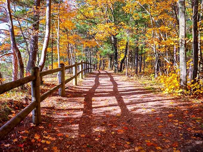 Dappled sunlight filters through brilliant autumn canopy onto a leaf-strewn path that practically begs you to wander it.