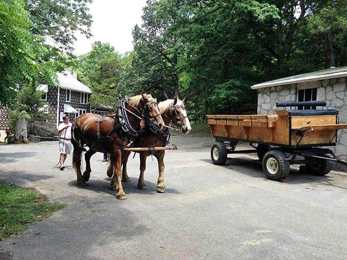 Draft horses pull wooden wagons down shaded paths, offering a glimpse into simpler times when horsepower meant something different.