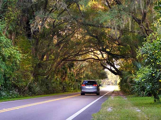 Trees arch overhead creating a natural tunnel where filtered light makes everything glow with an almost ethereal green beauty.