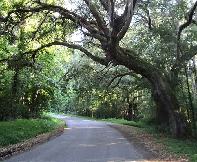 This quiet road curves gently through natural woodland, where dappled sunlight dances across the pavement below.