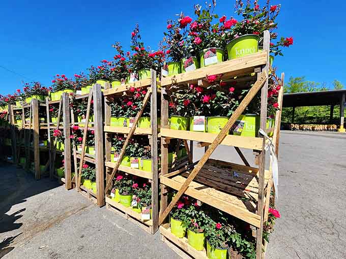 Flowering plants creating a vertical garden display that makes impulse buying seem completely justified and reasonable.