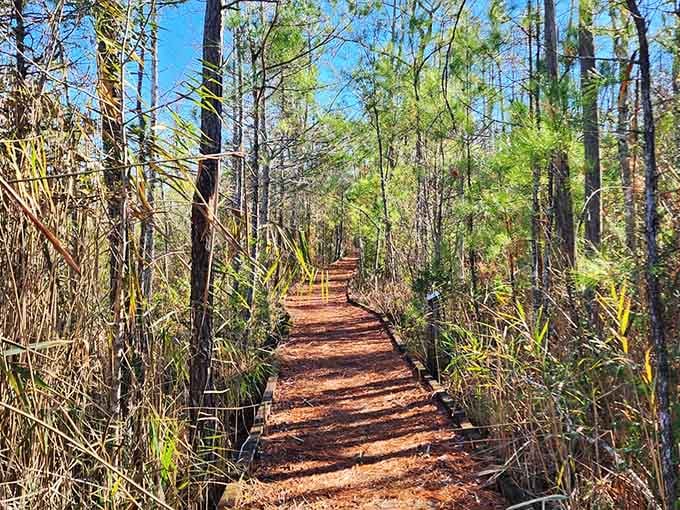 The Sandy Ridge Trail invites you deeper into wilderness that feels untouched by the modern world's chaos.