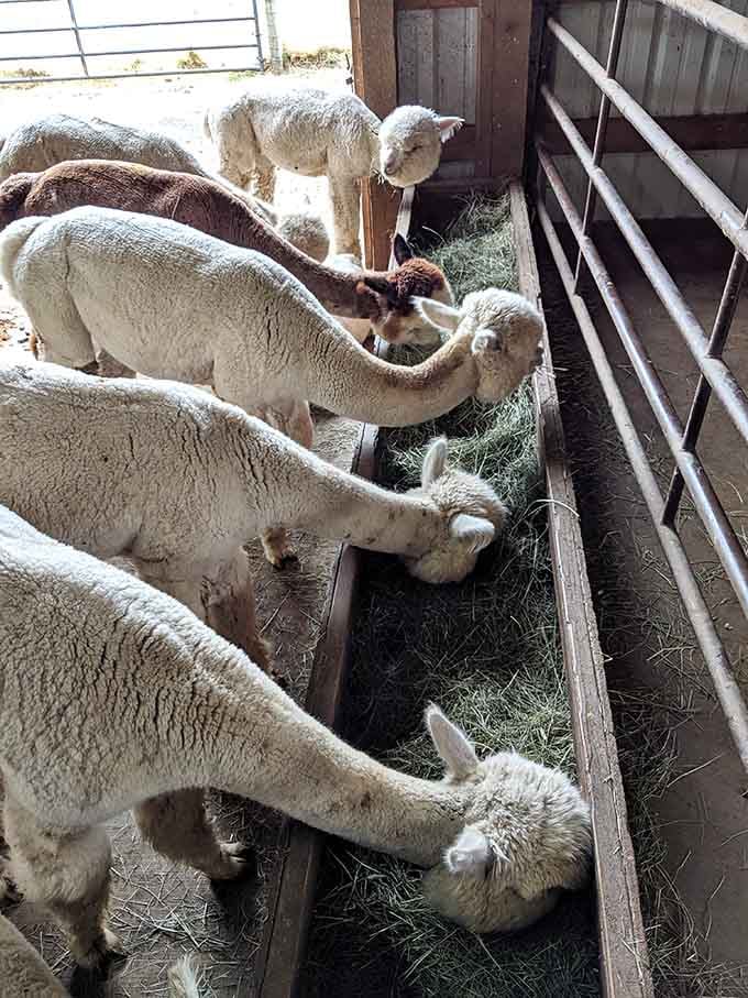 Dinner rush at the trough looks chaotic, but there's a surprising amount of etiquette happening here.