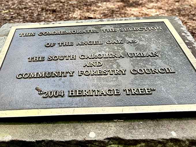 Official recognition for a tree that's been impressive since before official recognition was even invented.