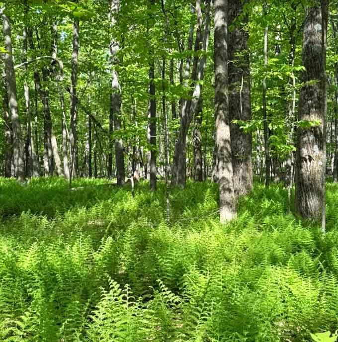 The forest floor explodes with green so vibrant, it makes your lawn look like it's given up.