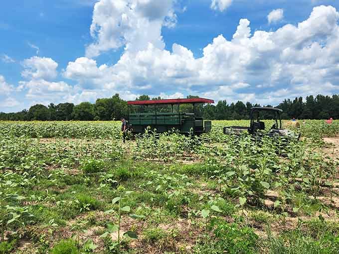 Even the farm equipment looks happy here, parked among blooms like it's taking a well-deserved vacation.