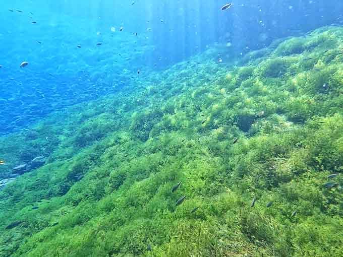 Underwater vegetation sways in the current like an aquatic garden that Jacques Cousteau would've loved exploring here.