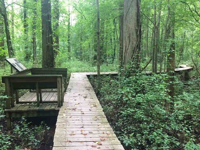 The boardwalk curves through the trees like a wooden highway built specifically for nature enthusiasts and photographers.