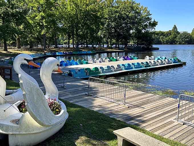 Those swan boats are ready to make you feel like royalty gliding across the water.