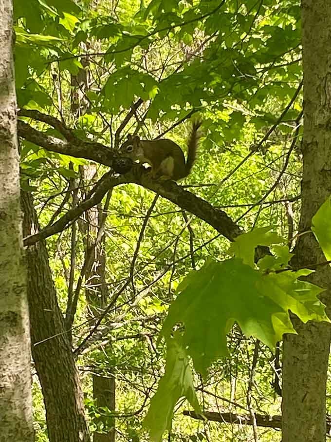 Local wildlife makes regular appearances, reminding you that you're visiting their neighborhood, not the other way around for once.