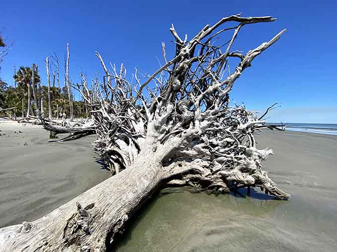 This tree's dramatic pose suggests it studied interpretive dance before succumbing to the elements&mdash;pure theatrical genius.