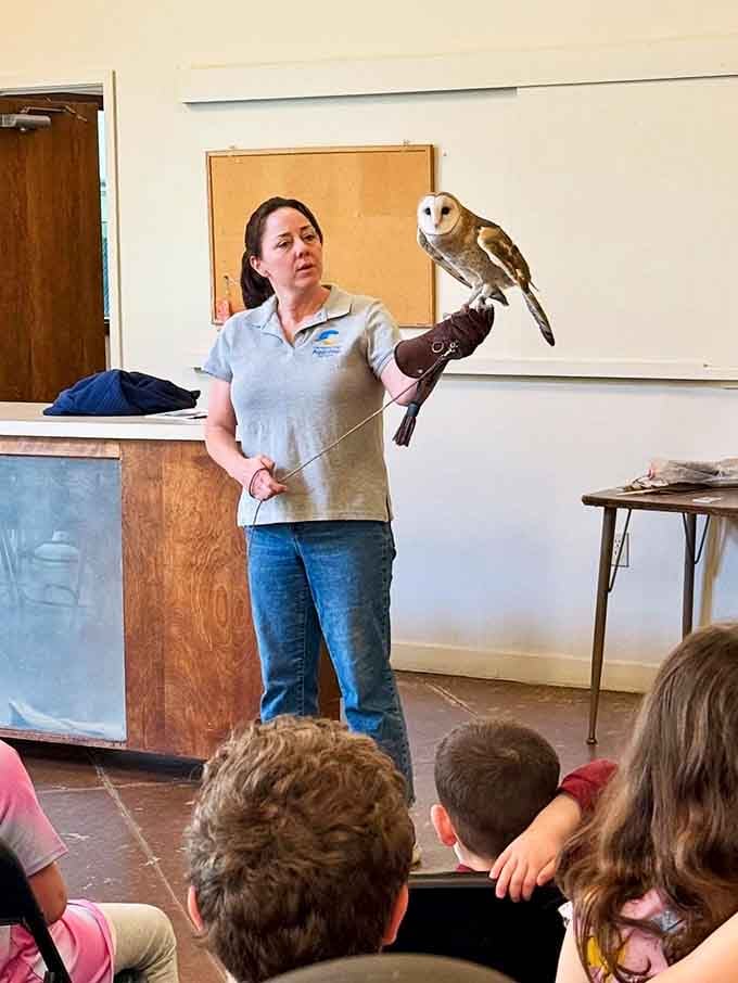 Live bird presentations featuring barn owls create unforgettable moments that beat any nature documentary you've ever watched.