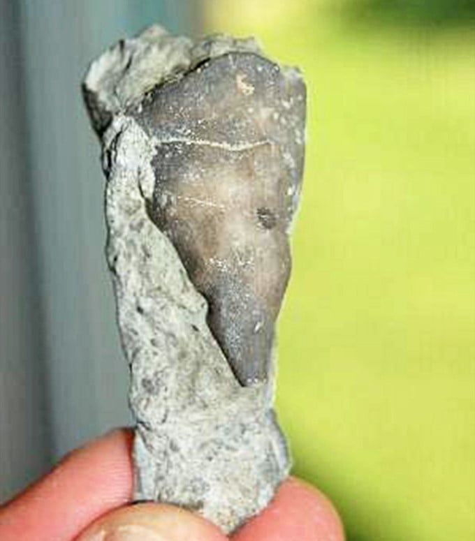 This fossilized specimen shows intricate details that survived longer than most civilizations ever will.