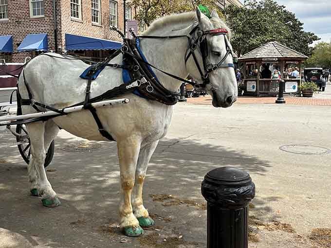 Meet your noble steed, a professional tour guide who happens to prefer oats over coffee breaks.