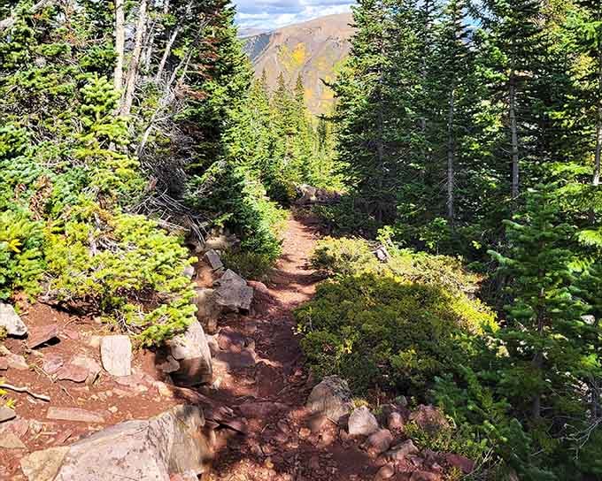 The path through evergreens smells like Christmas morning and looks like something from a fantasy novel's cover illustration.