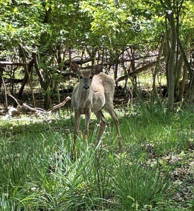 White-tailed deer roam freely here, reminding you that nature thrives when given space to simply exist.