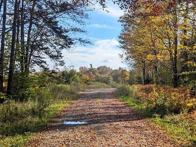 Autumn trails that look like someone spilled every warm color from the crayon box simultaneously.