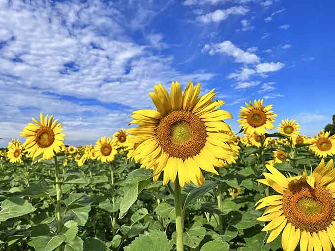 Sunflowers standing tall against blue skies, basically showing off for anyone with a camera and good timing.