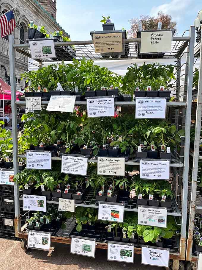Tomato plants ready for adoption, each one a potential summer salad waiting to happen in your backyard or windowsill.