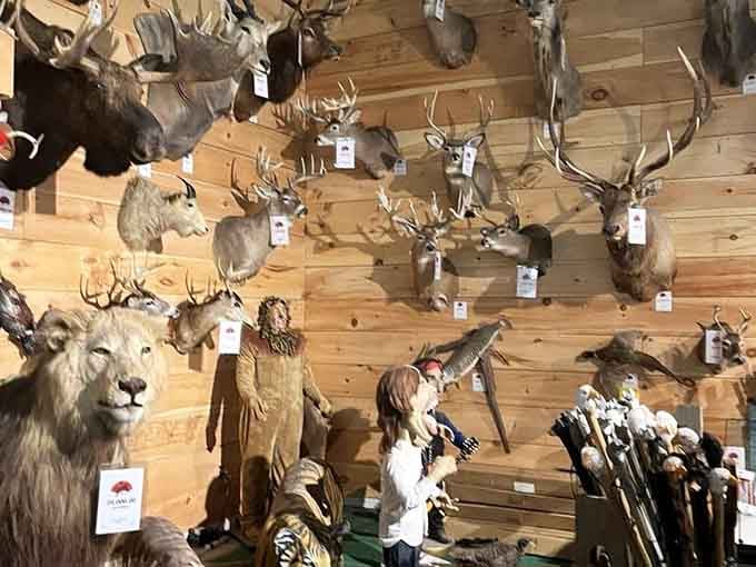The taxidermy wall showcases enough wildlife to make you wonder if Noah's Ark made a pit stop in Carbon County.