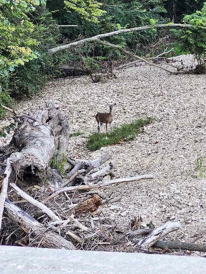 This curious deer pauses mid-stroll, probably wondering why humans insist on walking when they could just graze peacefully.
