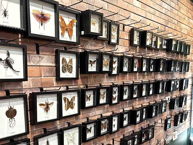 Each framed insect represents nature's artistry, proving that butterflies are basically flying stained glass windows.