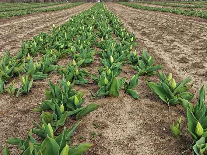 Young tulip plants in neat rows, patiently waiting for their moment to become Instagram stars this spring.