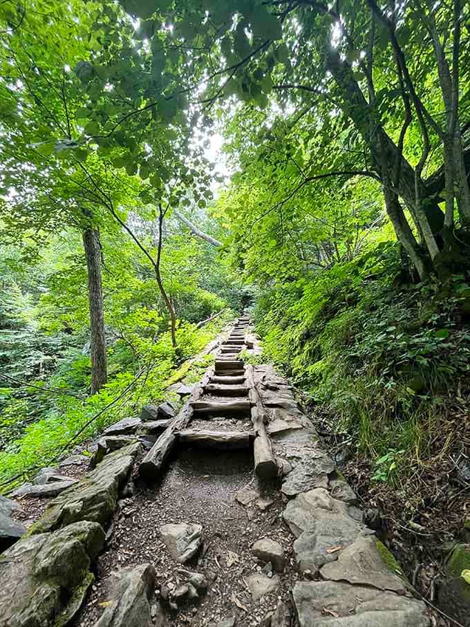 The well-worn path through the forest proves that good things are worth the journey, even uphill.