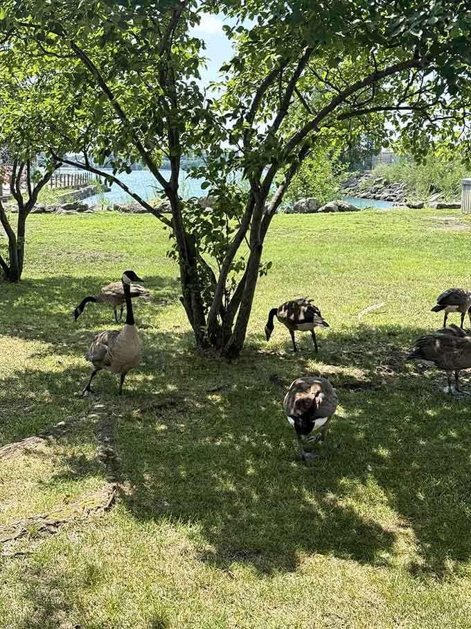 Canadian geese claim their waterfront real estate, completely unbothered by international borders or human visitors nearby.