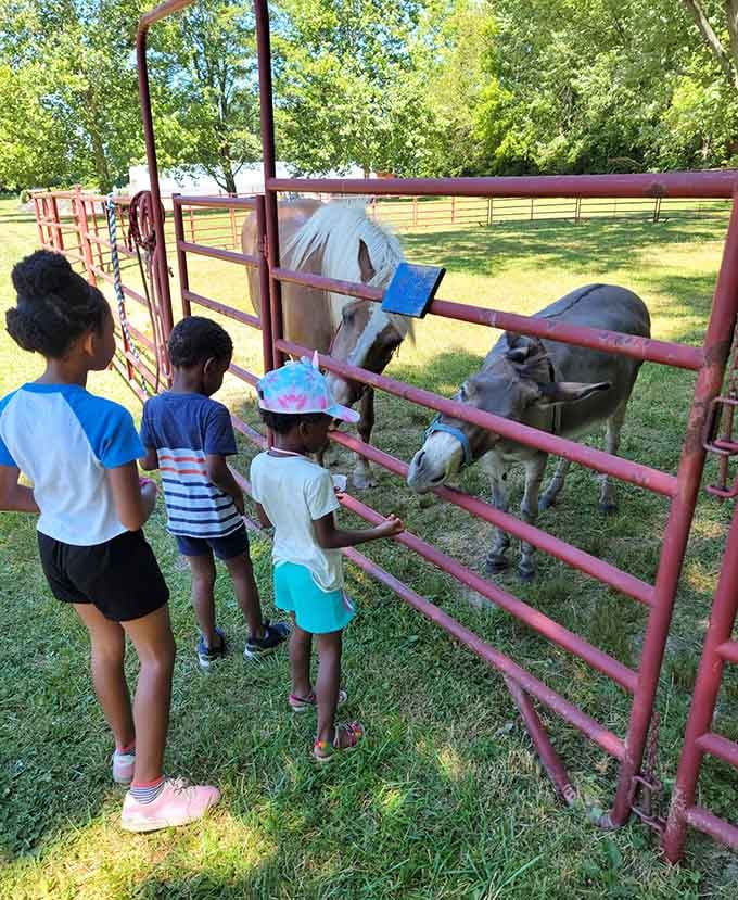 Farm animals greeting visitors like they're the welcoming committee, which they absolutely are here.