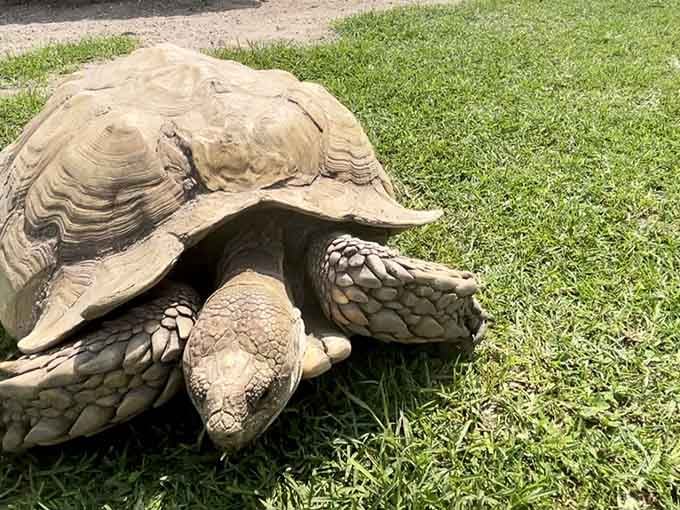 Moving at nature's most leisurely pace, this ancient-looking tortoise reminds us that slow and steady still wins hearts, if not races.