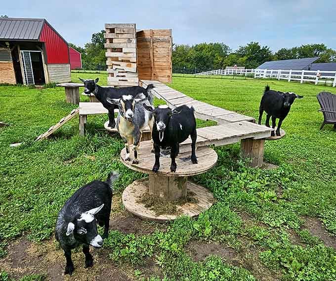 These goats have mastered the art of playground equipment better than most kindergarteners at recess.