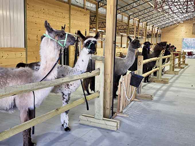 The llama lineup in the barn looks like a fuzzy jury ready to deliberate on your snack-sharing abilities.