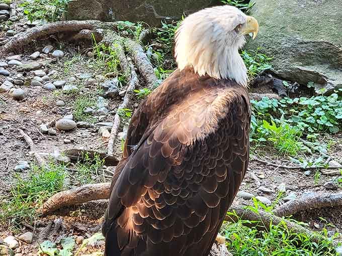 That bald eagle's intense stare suggests it takes its role as America's symbol very, very seriously indeed.
