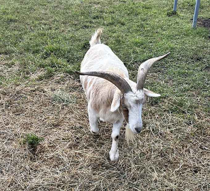 Baby goats are nature's way of proving that cuteness can have horns and still melt your heart completely.