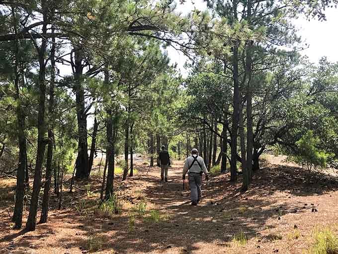 Sandy paths wind through pine forests where the journey matters as much as the destination.