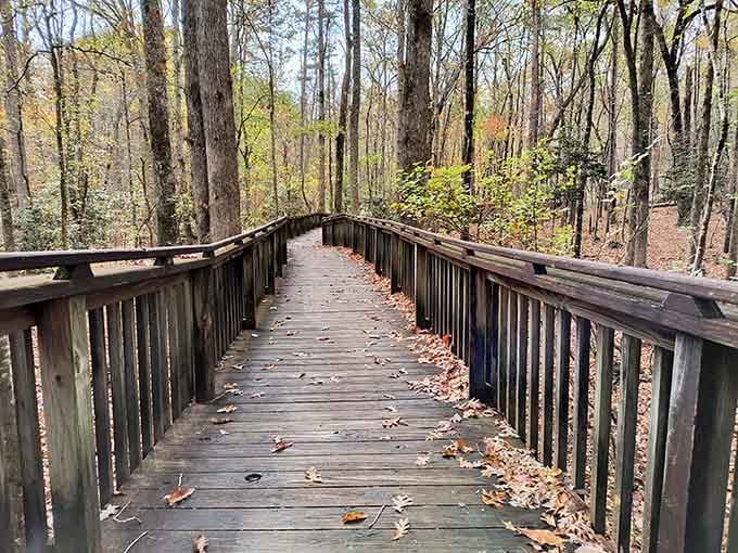 Wooden boardwalks winding through autumn forests prove nature's architecture beats anything humans could design on our best day.