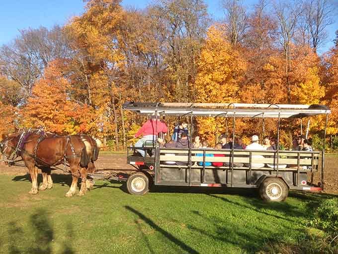Horse-drawn wagon rides through autumn splendor, because some traditions are worth keeping forever and ever.