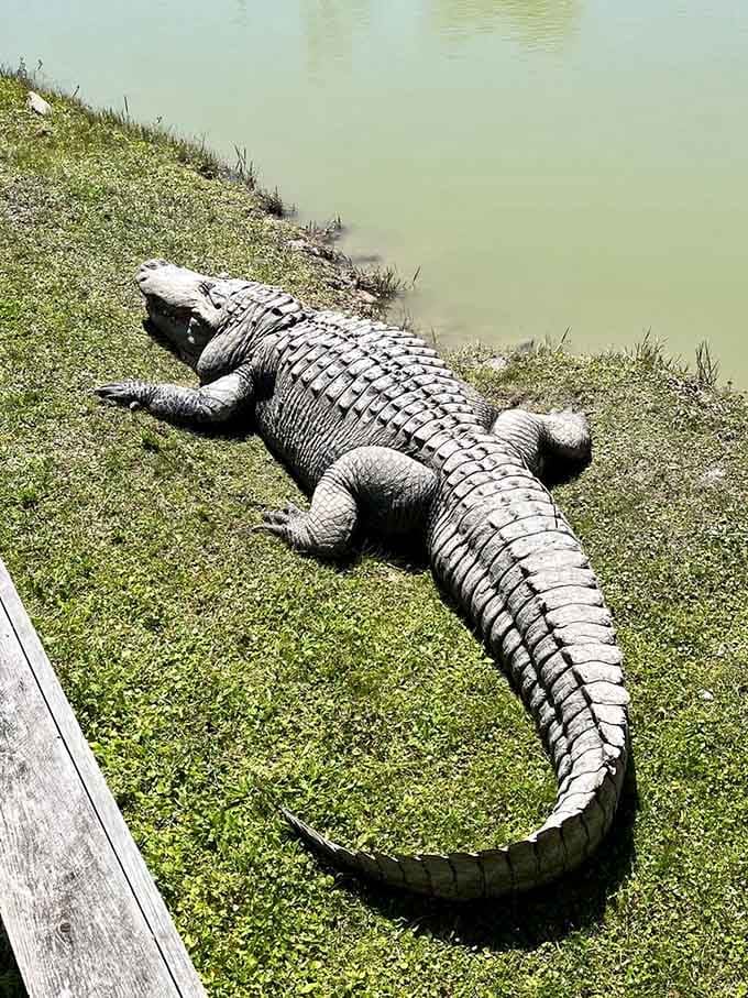 This absolute unit of a gator makes you grateful for the invention of sturdy railings and common sense.