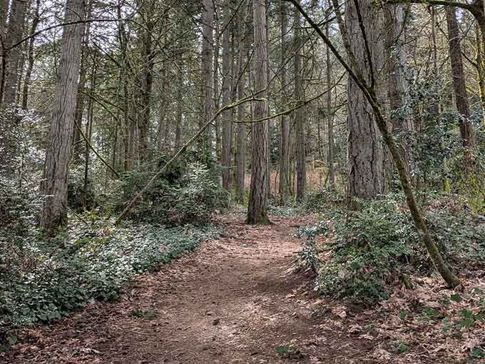 Forest trails wind through old-growth timber where your cell phone finally admits it's got nothing useful to offer.