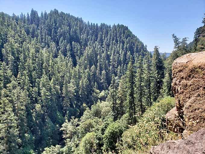 Canyon views reveal layers of forest stretching endlessly, reminding you why Oregon's nickname includes the word "green."